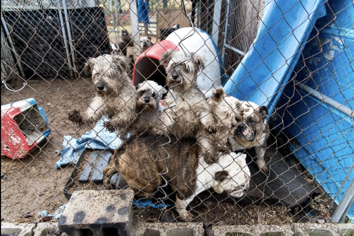 These Are The Worst Puppy Mills In The Country - Rocky Kanaka