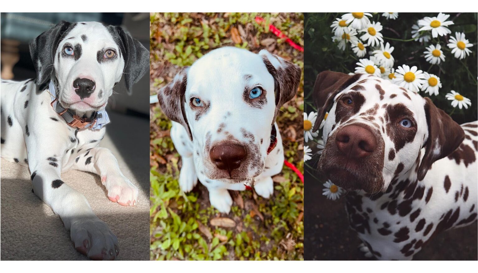 Heterochromia In Dogs Gives Them Mesmerizing Multi-Colored Eyes [With ...