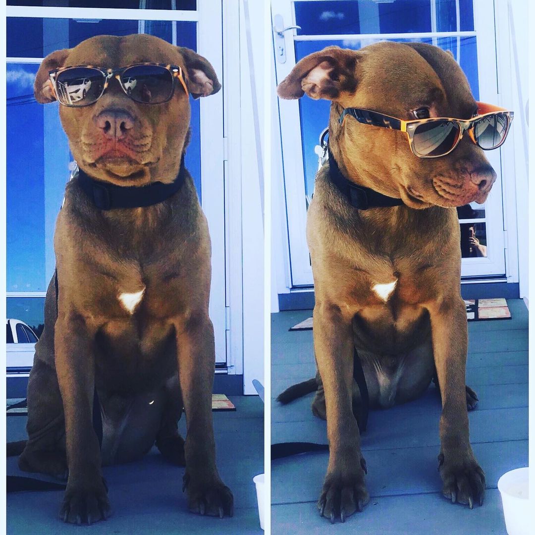 Tatum the Talking Rescue Dog Is Melting Hearts Across the Internet ...
