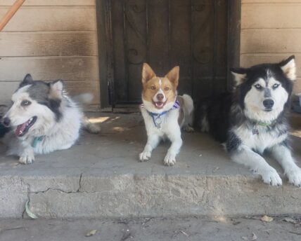 Auggie Dogs 101: Everything You Need to Know About This Unique ...