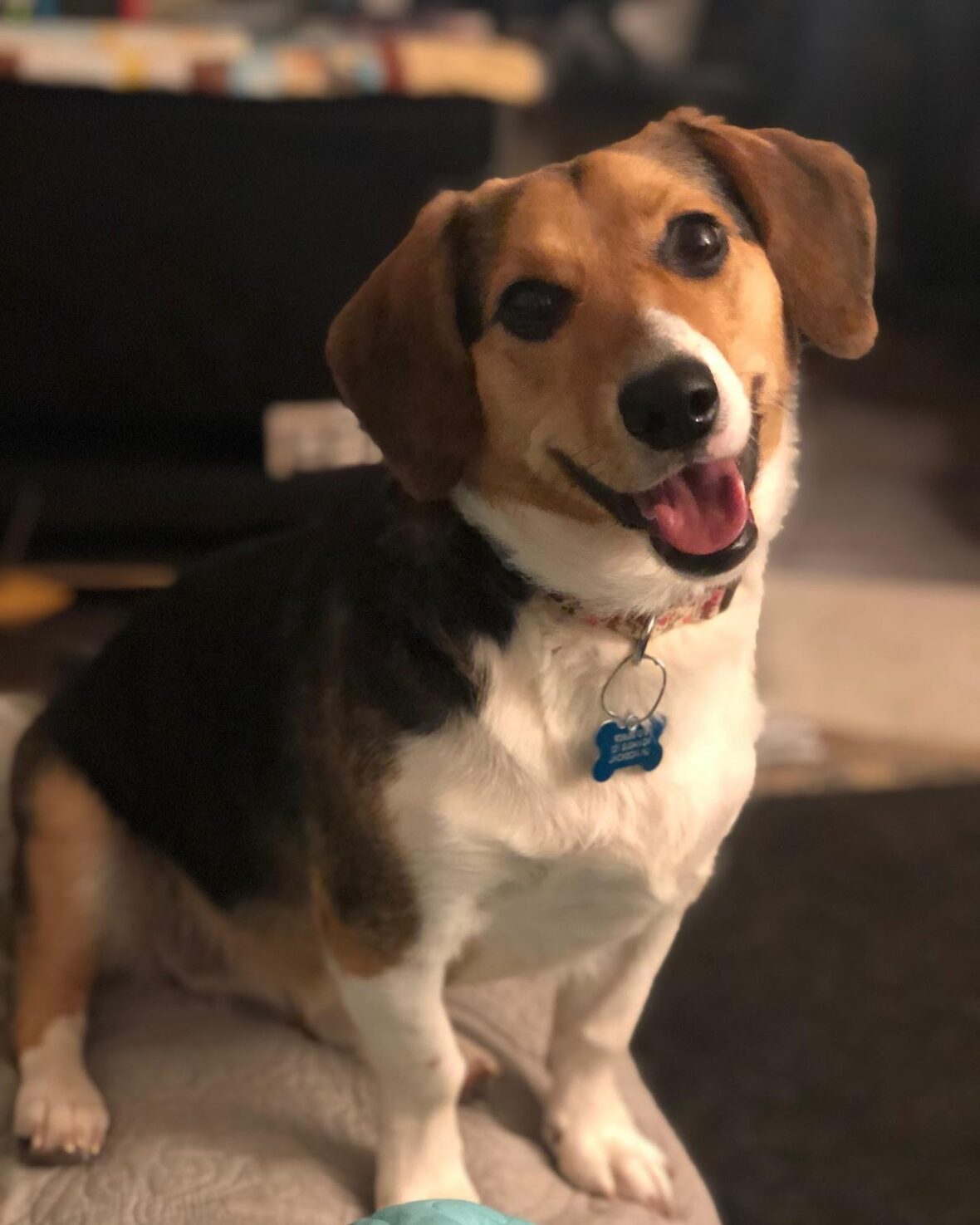 The Beagle Mixed with Corgi: a Beagi or a Borgi? - Rocky Kanaka