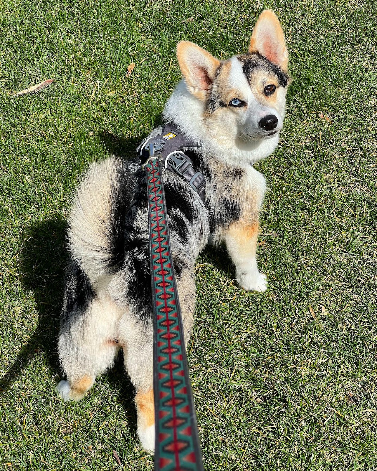 Auggie Dogs 101: Everything You Need to Know About This Unique ...