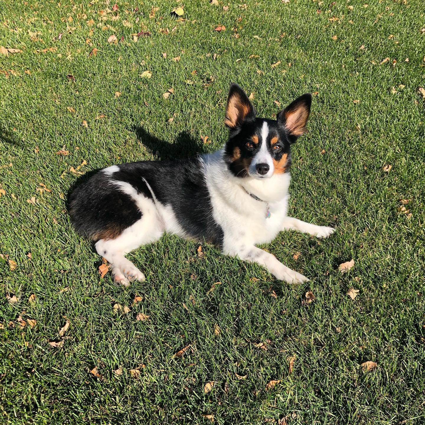 Auggie Dogs 101: Everything You Need to Know About This Unique ...