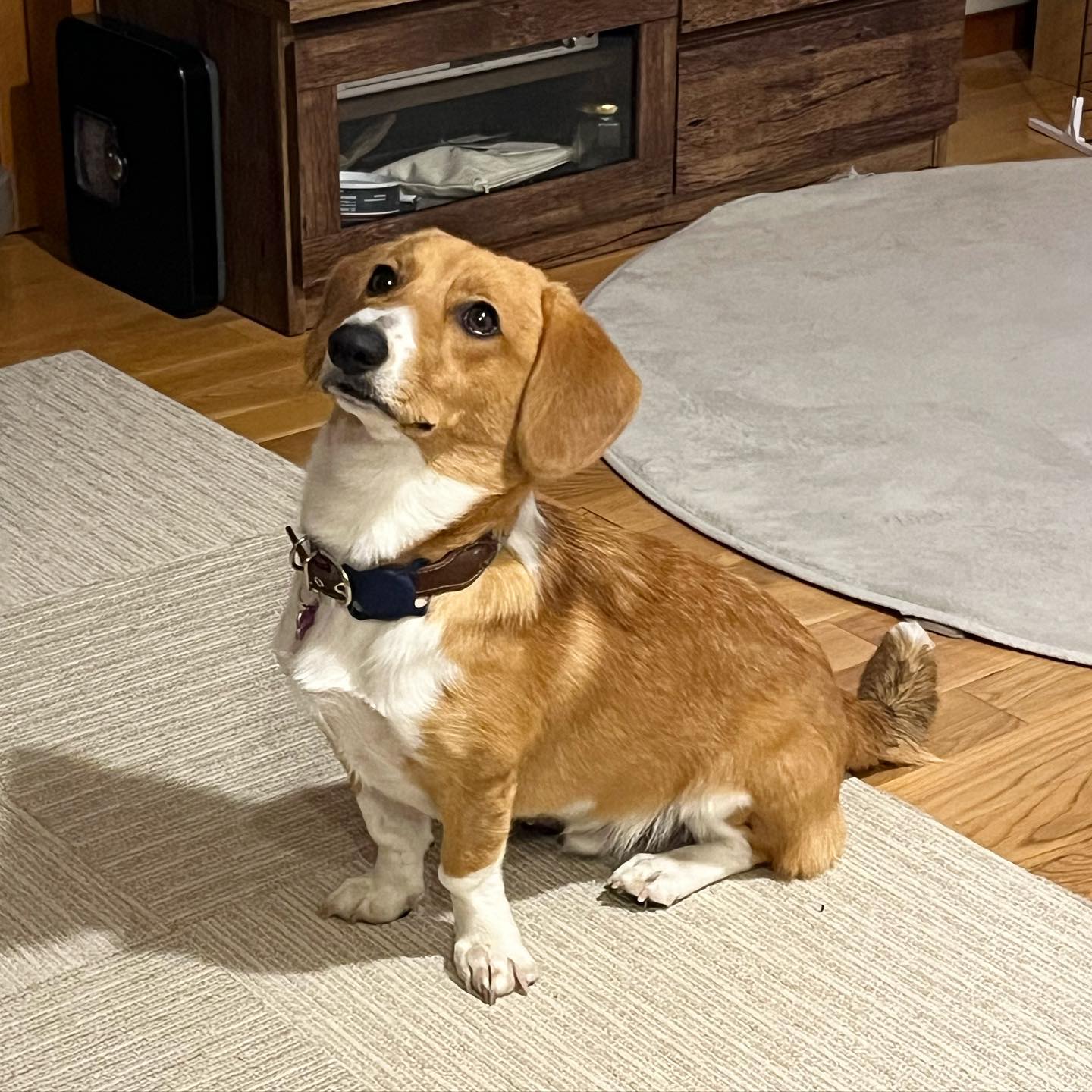 The Beagle Mixed with Corgi: a Beagi or a Borgi? - Rocky Kanaka