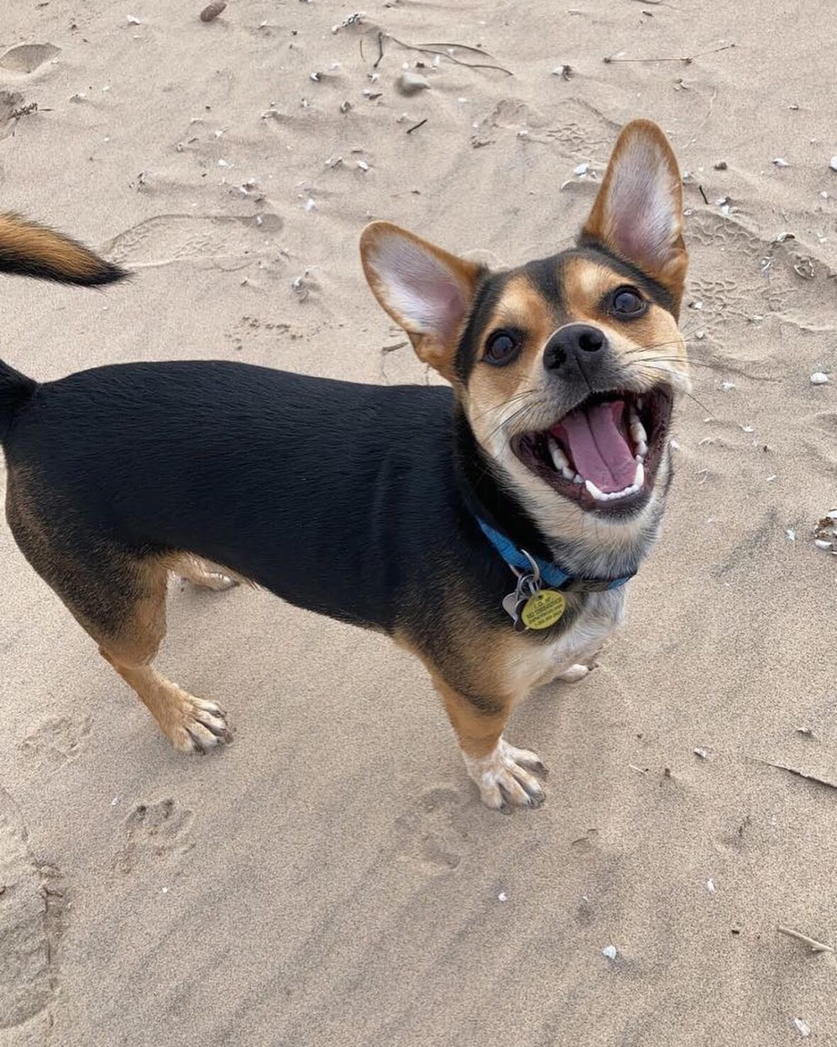 The Beagle Mixed with Corgi: a Beagi or a Borgi? - Rocky Kanaka