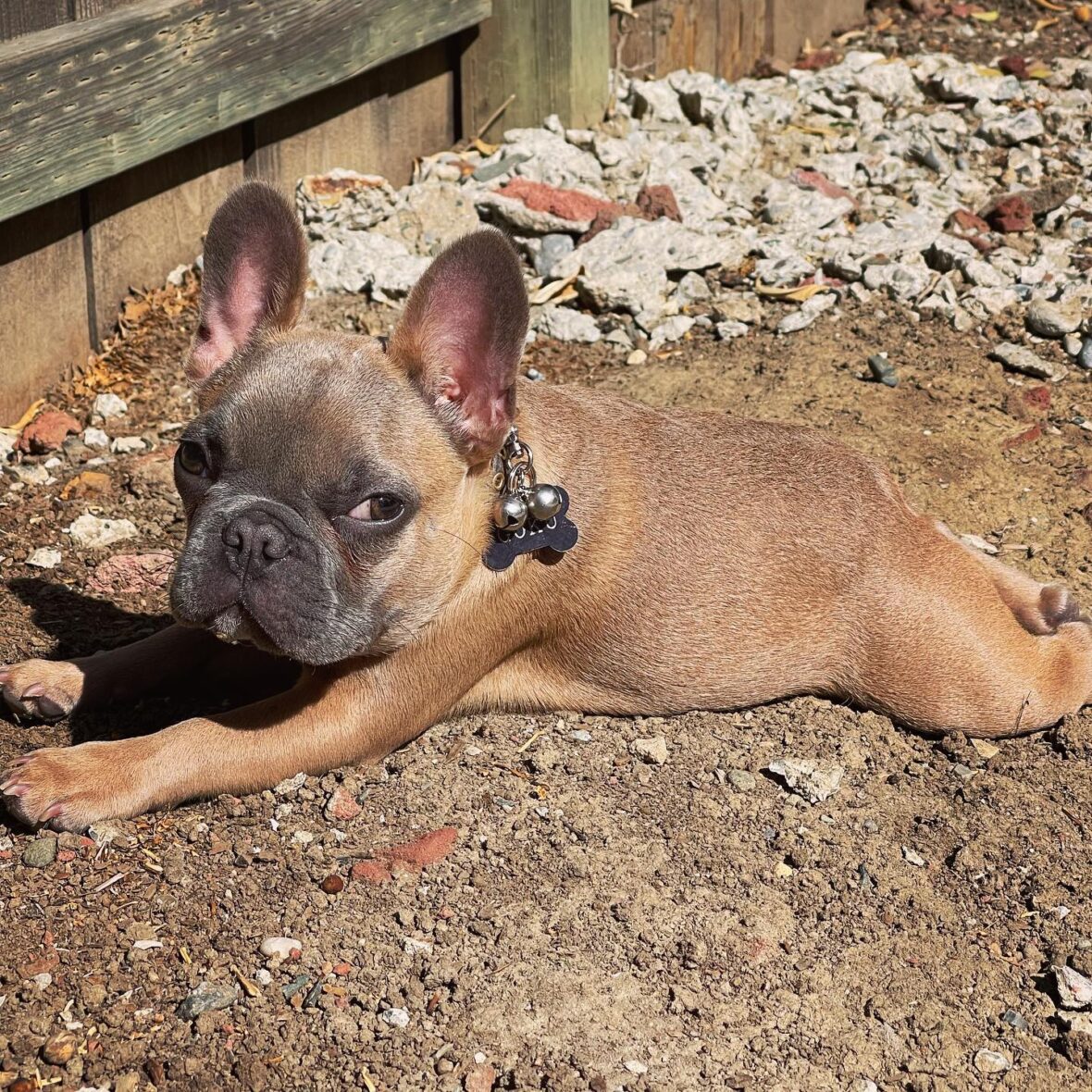 If You’re Considering a Mini French Bulldog, Read This First! - Rocky ...