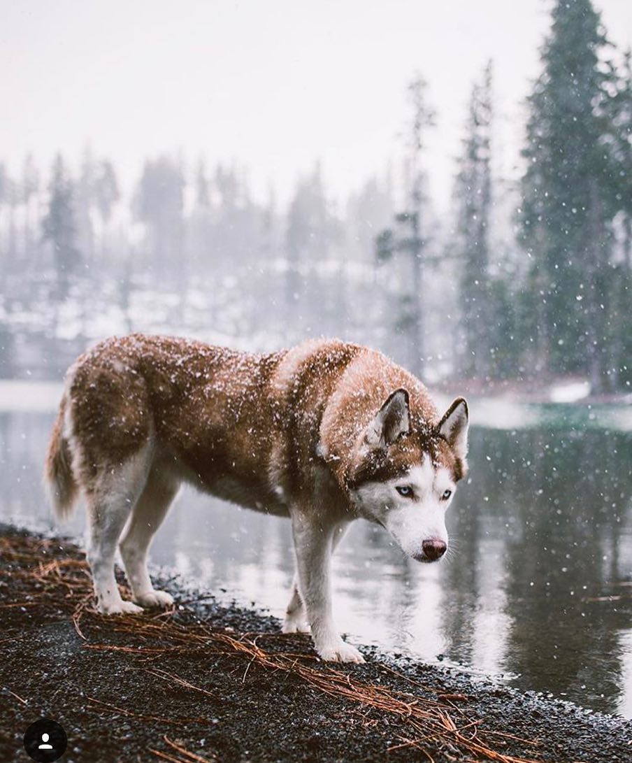 4 Ways To Identify High Prey Drive in Dogs & How To Manage It - Rocky ...