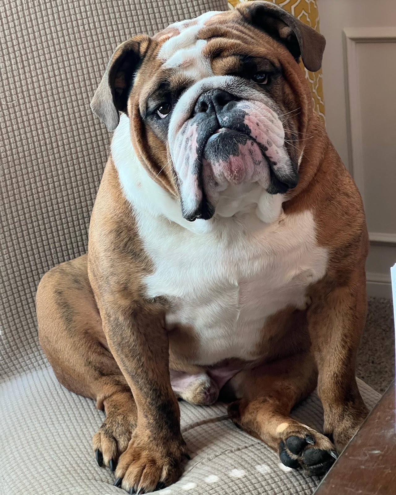 4 Ways To Identify High Prey Drive in Dogs & How To Manage It - Rocky ...