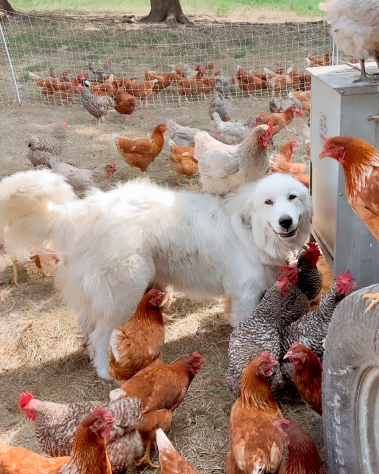 4 Ways To Identify High Prey Drive in Dogs & How To Manage It - Rocky ...