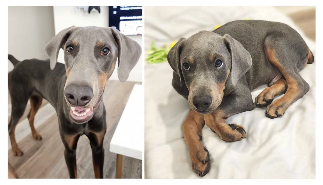 The Blue Doberman Mystery: Beauty, Elegance, and Uniqueness Revealed ...