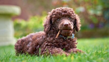 These Adorable Chocolate Poodles Will Melt Your Heart & Sweeten Your ...