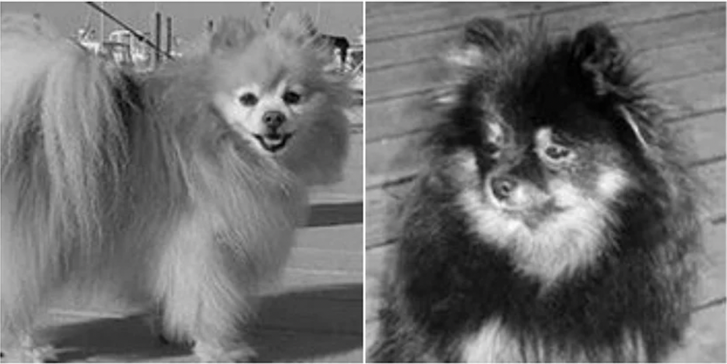 Meet The 12 Dogs On Titanic and the 3 That Miraculously Survived ...