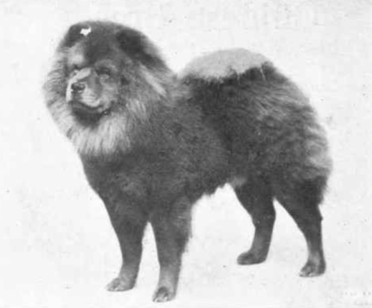 Meet The 12 Dogs On Titanic and the 3 That Miraculously Survived ...