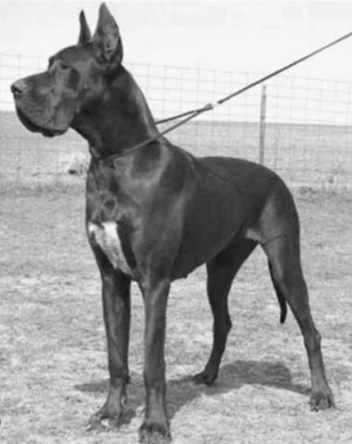 Meet The 12 Dogs On Titanic and the 3 That Miraculously Survived ...