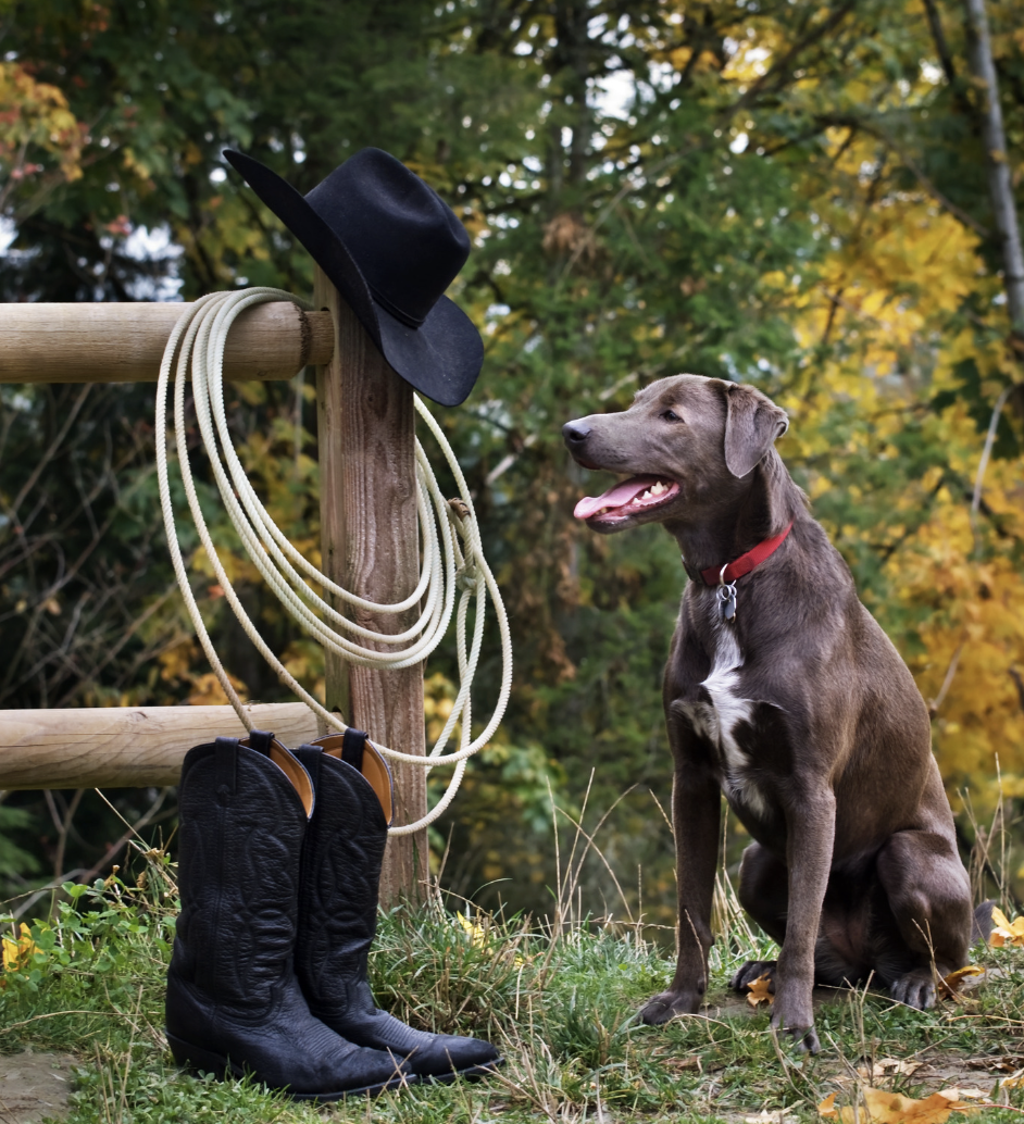 Canine Heroes of the Wild West: Breeds That Pioneered America - Rocky ...