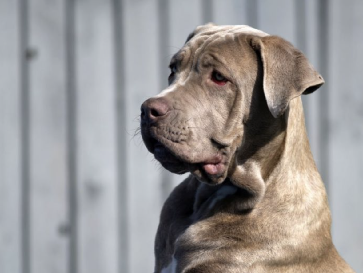 Discover the Daniff: The Gentle Giant of the Designer Dog World - Rocky ...