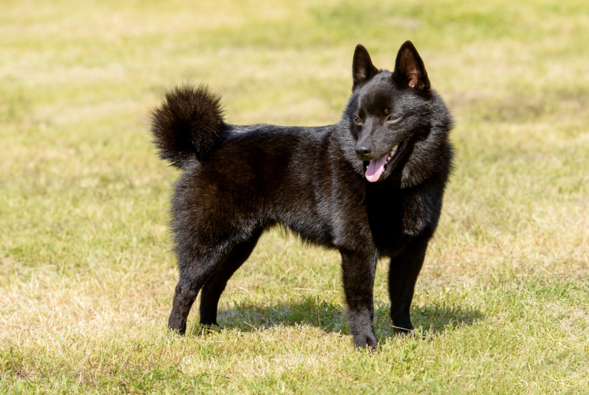 Lucille Ball's Unlikely Protector: The Schipperke, The Tiny Dog As ...
