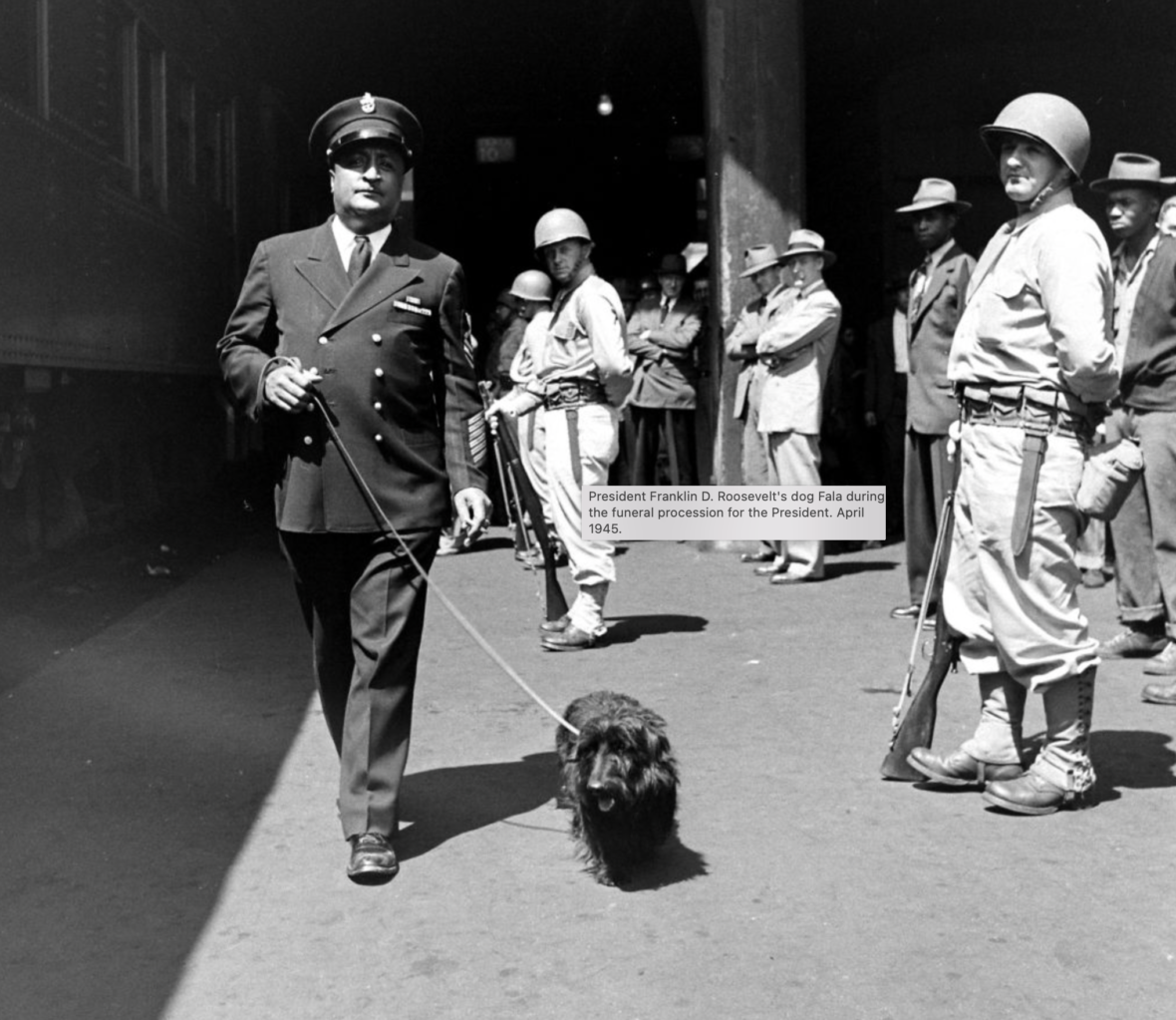 Meet The Scottish Terrier That Nearly Ruined a President's Legacy, Then ...