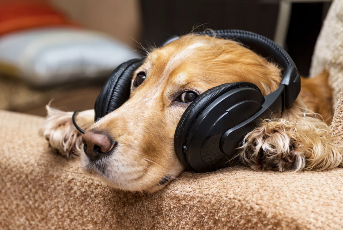 🐾 The Ultimate Playlist of Songs About Dogs That You Can't Miss! 🎵🐶 ...