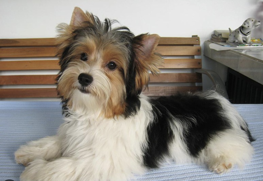 The Ultimate Fluff Overload: Nine Parti Yorkies on Instagram You Need ...