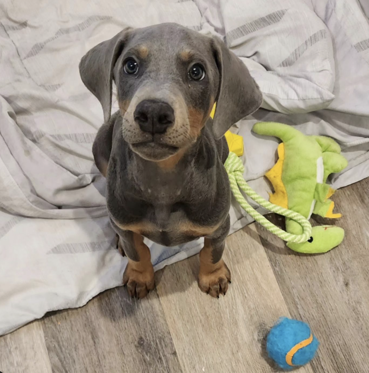 The Blue Doberman Mystery: Beauty, Elegance, and Uniqueness Revealed ...