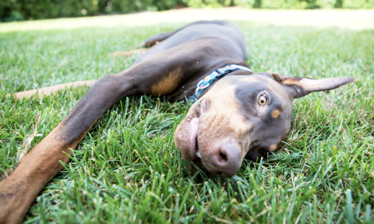 The Blue Doberman Mystery: Beauty, Elegance, and Uniqueness Revealed ...