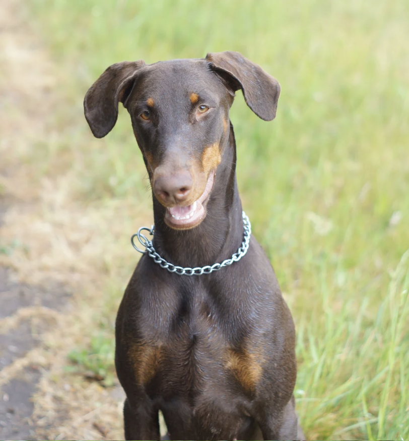 The Blue Doberman Mystery: Beauty, Elegance, and Uniqueness Revealed ...