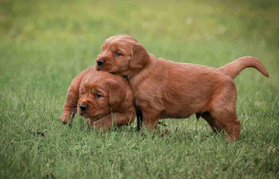 Golden Retrievers With an Unexpected Twist: They're RED! - Rocky Kanaka