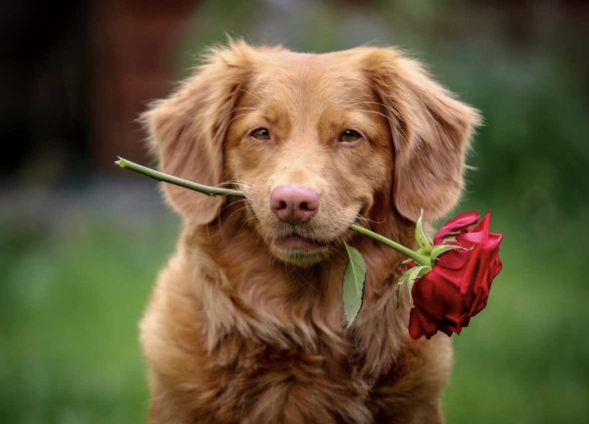 Golden Retrievers With an Unexpected Twist: They're RED! - Rocky Kanaka