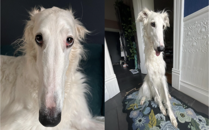 Long Nose Dog Wonder: 'Is That Even Real?' - Meet the World Record ...