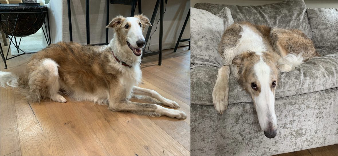 Long Nose Dog Wonder: 'Is That Even Real?' - Meet the World Record ...