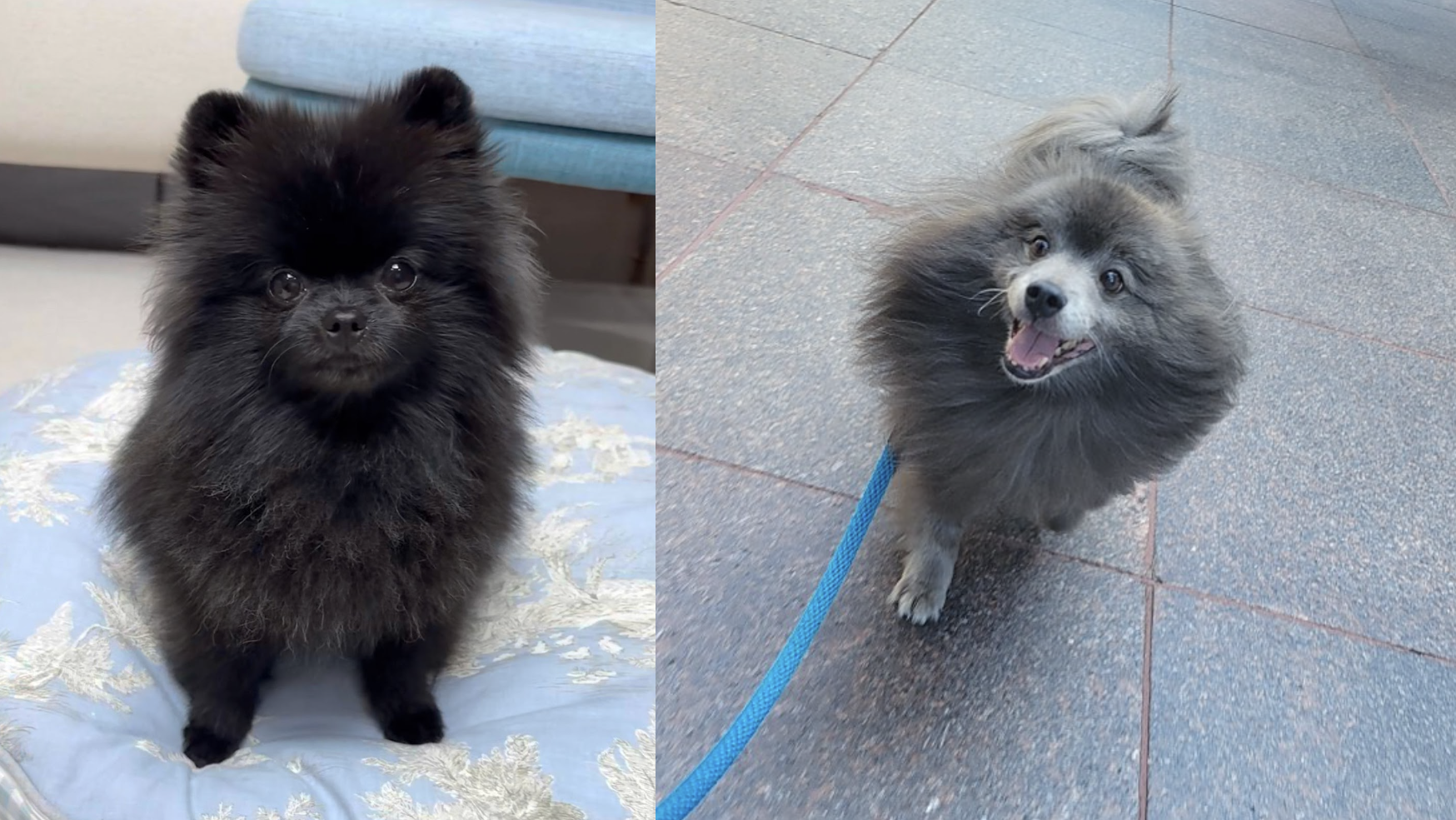 Ultra-Rare Blue Merle Pomeranians Sell for Over $4,000. Are They Worth ...