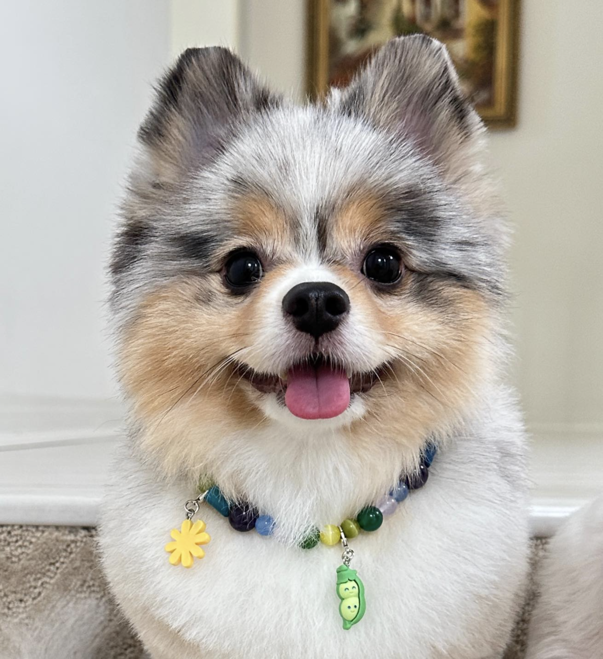 Ultra-Rare Blue Merle Pomeranians Sell for Over $4,000. Are They Worth ...