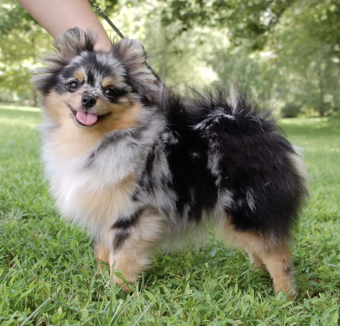 Ultra-Rare Blue Merle Pomeranians Sell for Over $4,000. Are They Worth ...