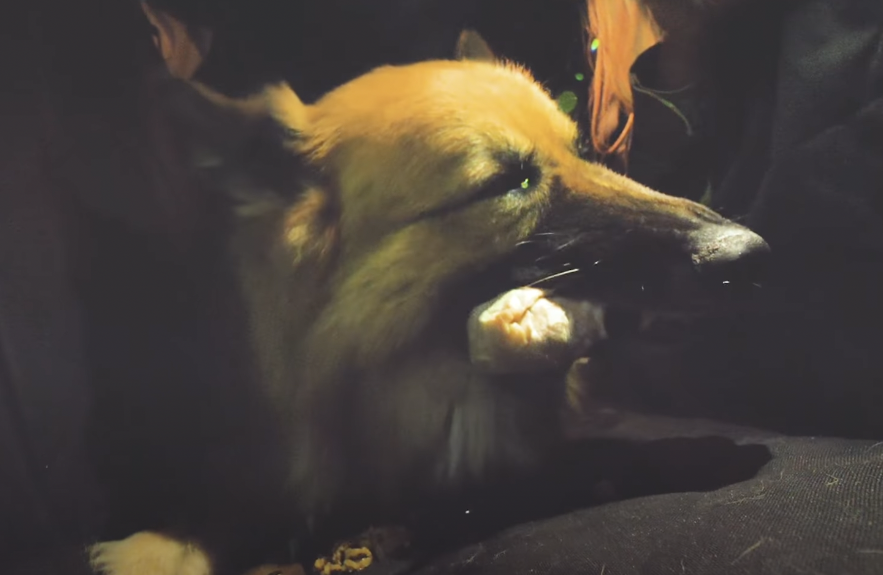 Watch Homeless German Shepherd Devouring his First-Ever Chipotle ...