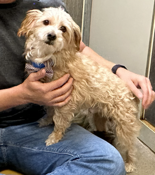 Bucky & Buddy - Rocky Kanaka