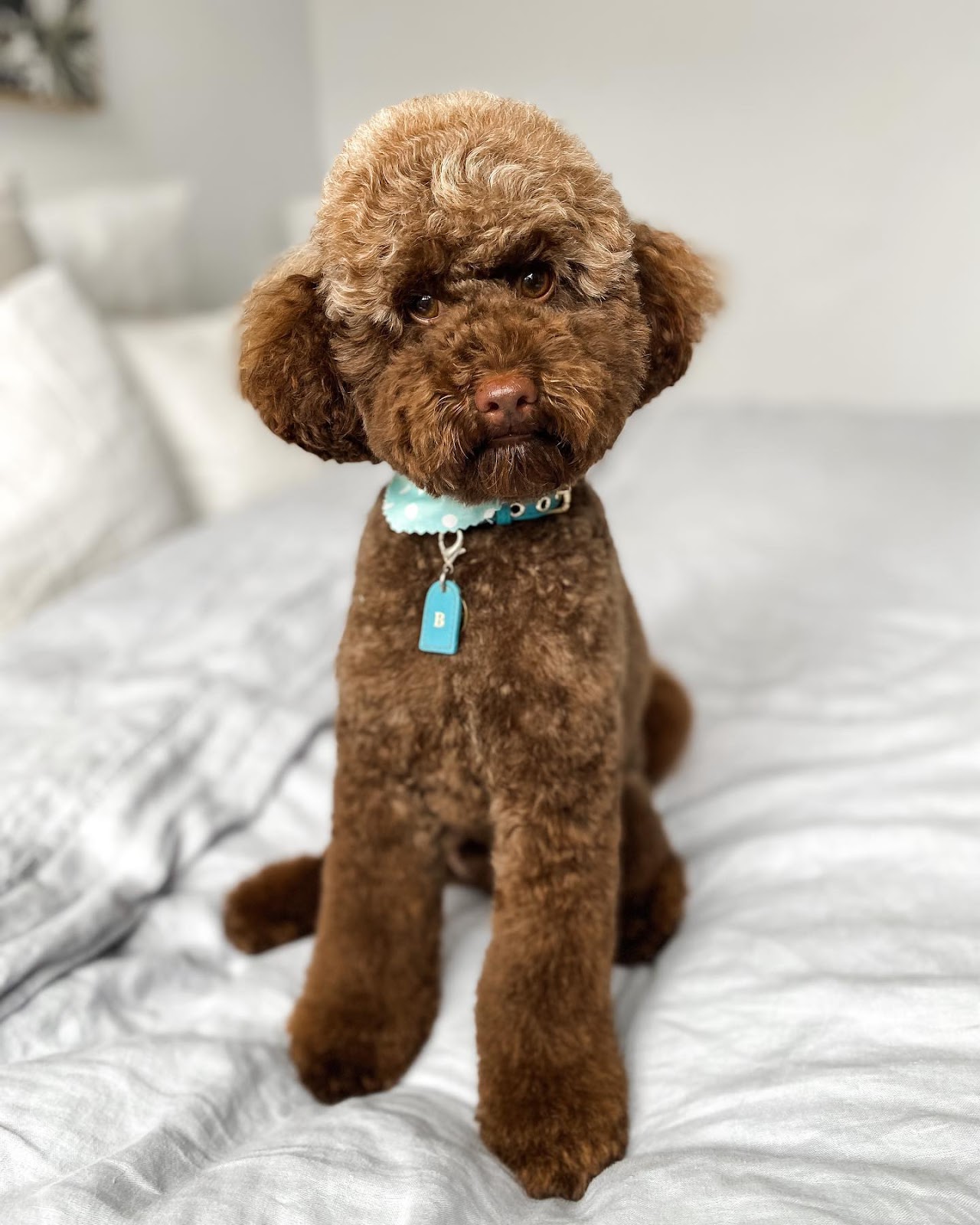 These Adorable Chocolate Poodles Will Melt Your Heart & Sweeten Your ...