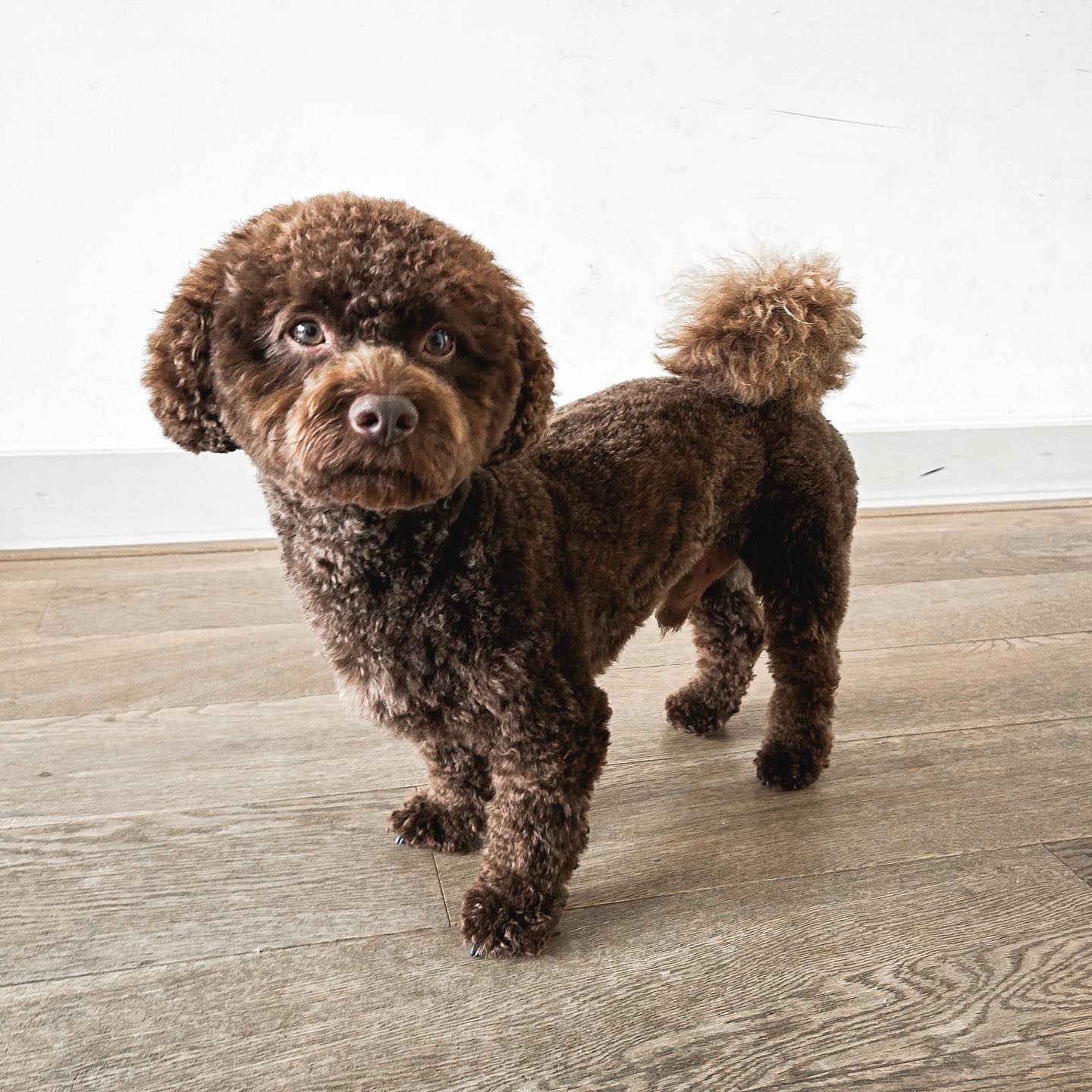 These Adorable Chocolate Poodles Will Melt Your Heart & Sweeten Your ...