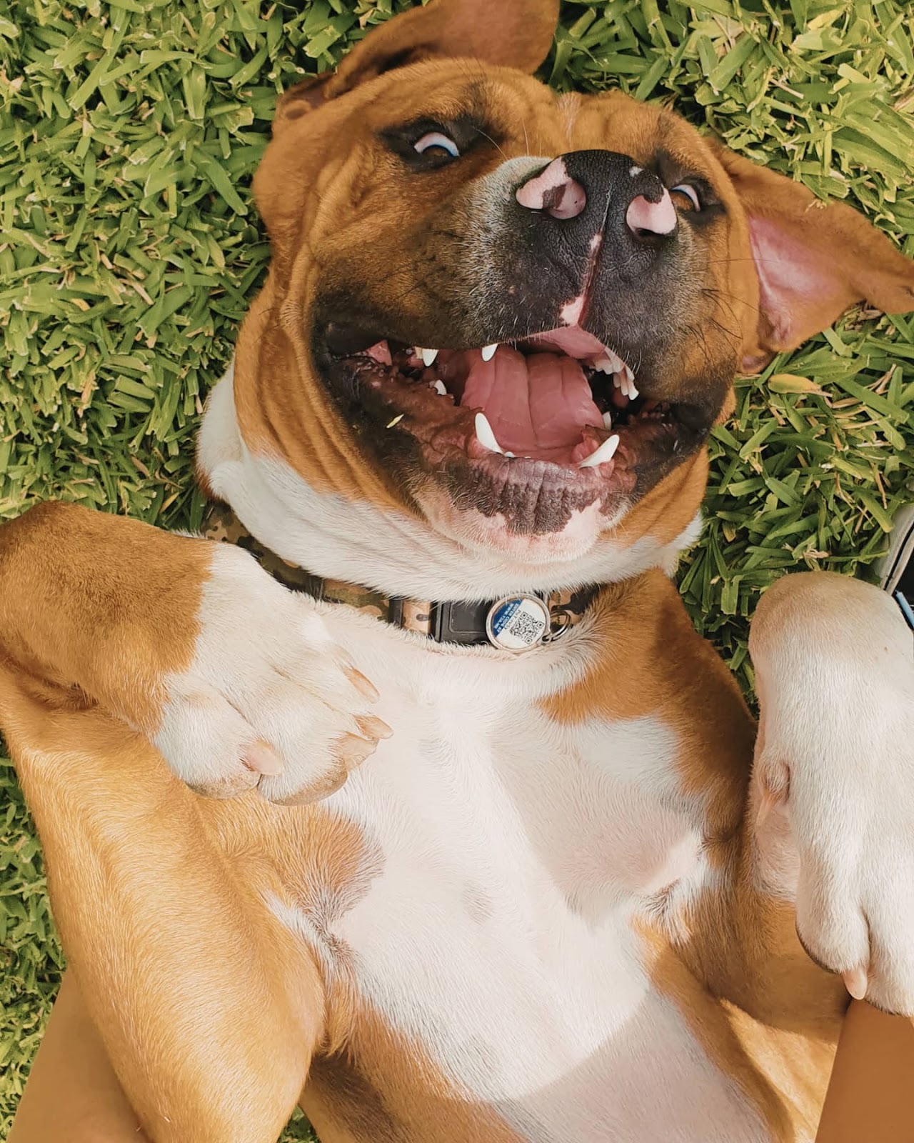 Discover the Daniff: The Gentle Giant of the Designer Dog World - Rocky Kanaka