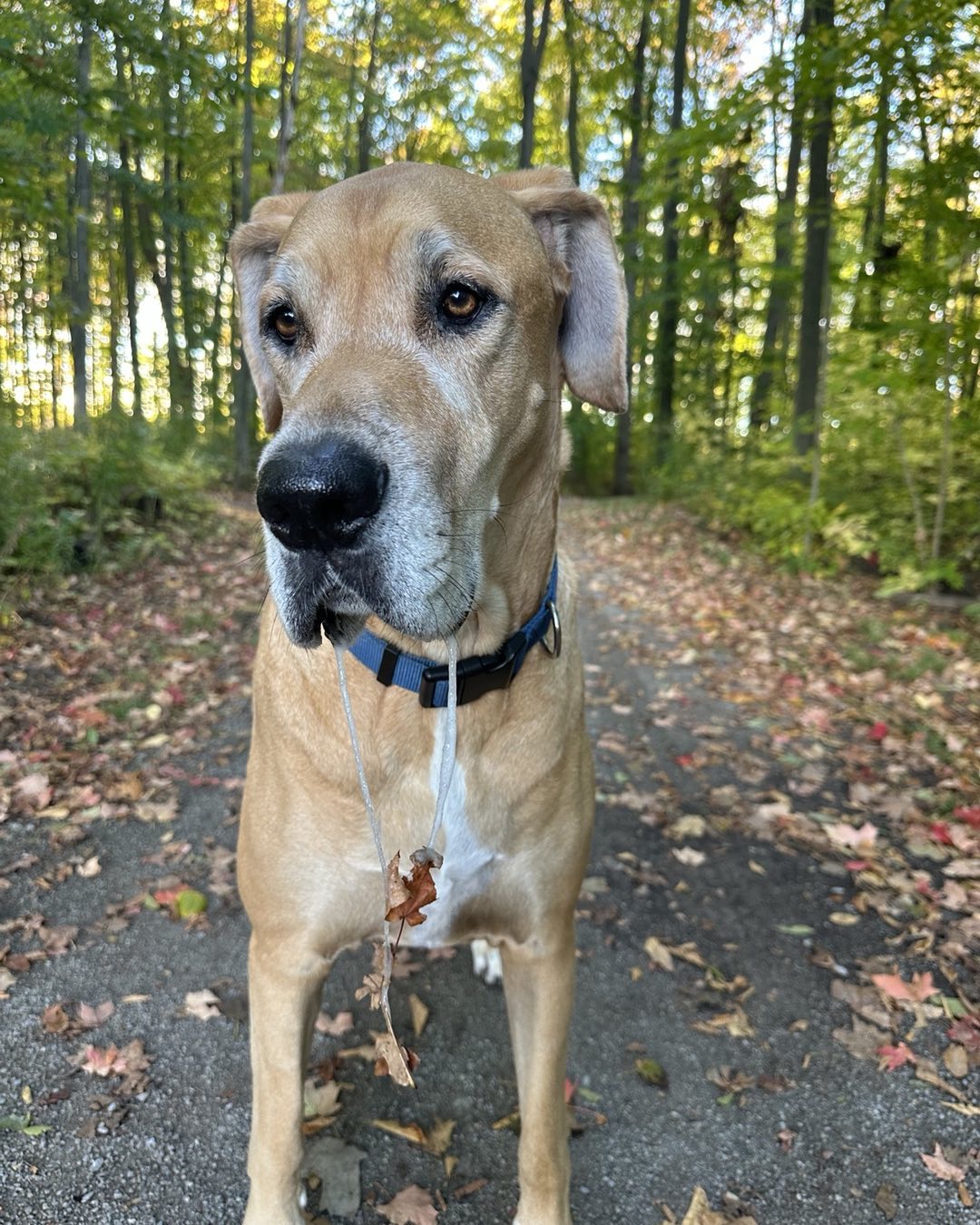 Discover the Daniff: The Gentle Giant of the Designer Dog World - Rocky ...