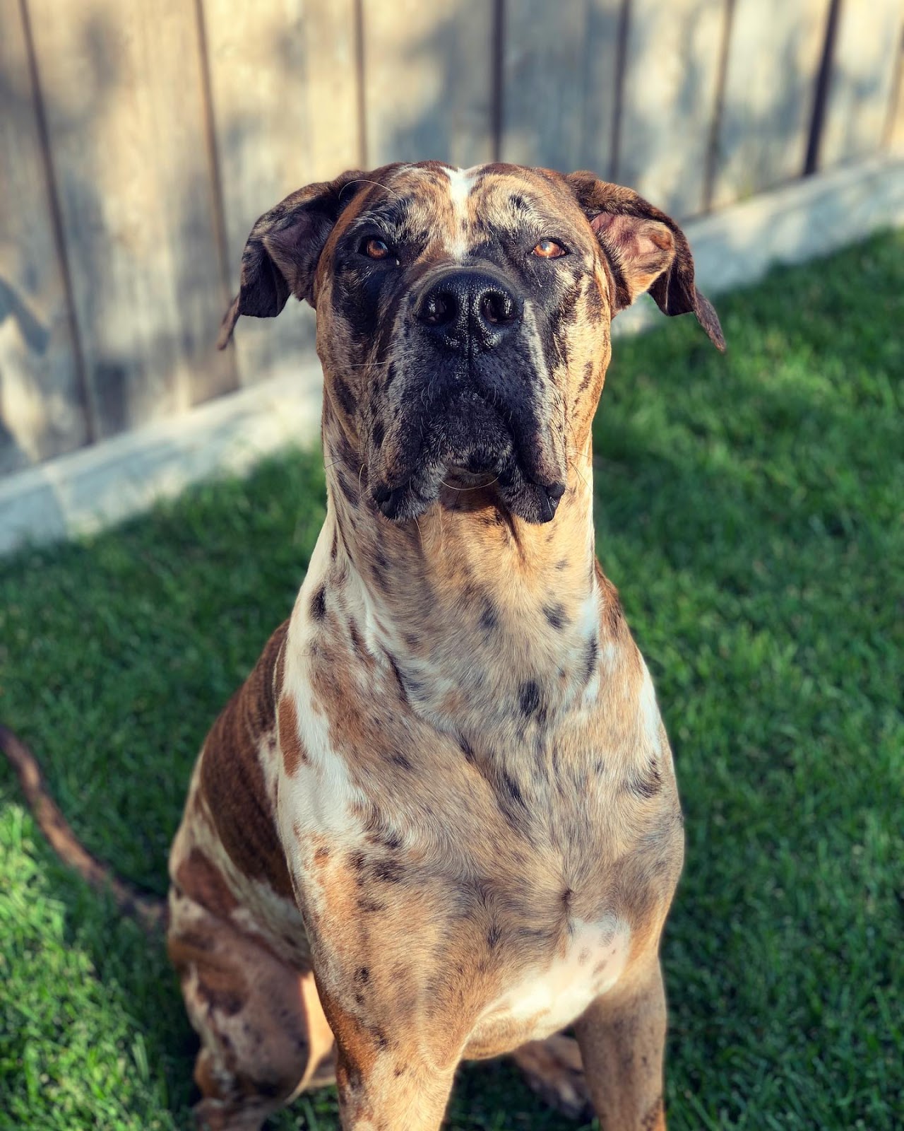 Discover the Daniff: The Gentle Giant of the Designer Dog World - Rocky Kanaka