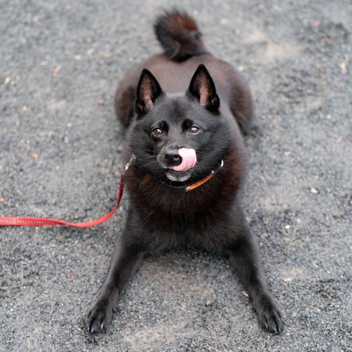 Lucille Ball's Unlikely Protector: The Schipperke, The Tiny Dog As ...