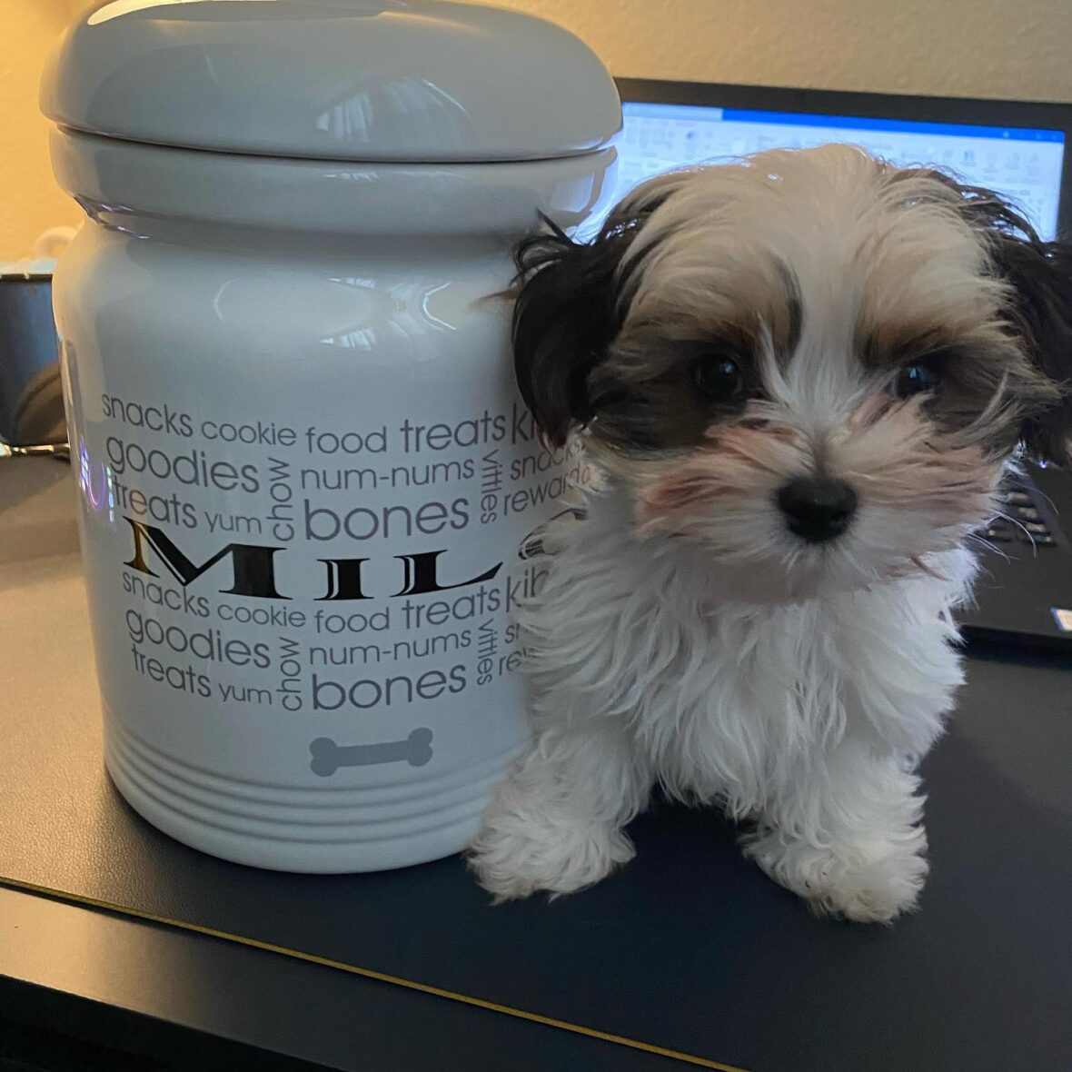 The Ultimate Fluff Overload: Nine Parti Yorkies on Instagram You Need ...
