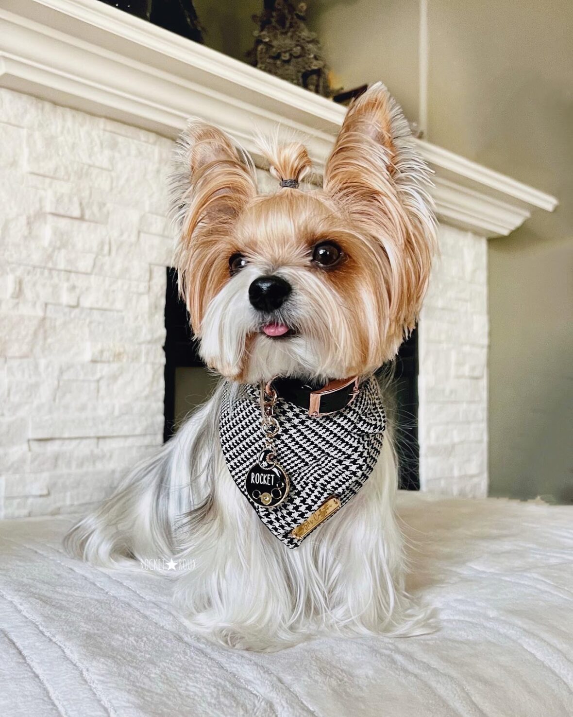 The Ultimate Fluff Overload: Nine Parti Yorkies on Instagram You Need ...