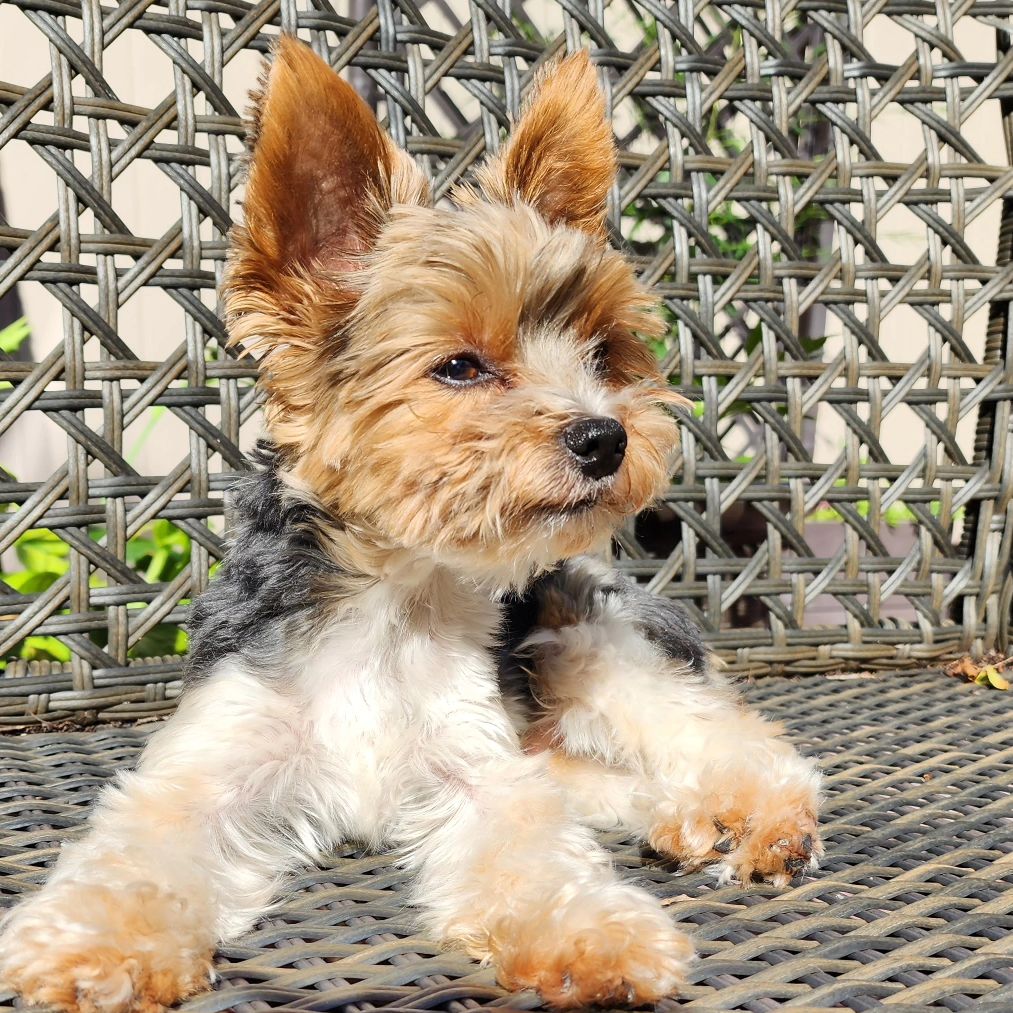 The Ultimate Fluff Overload: Nine Parti Yorkies on Instagram You Need ...