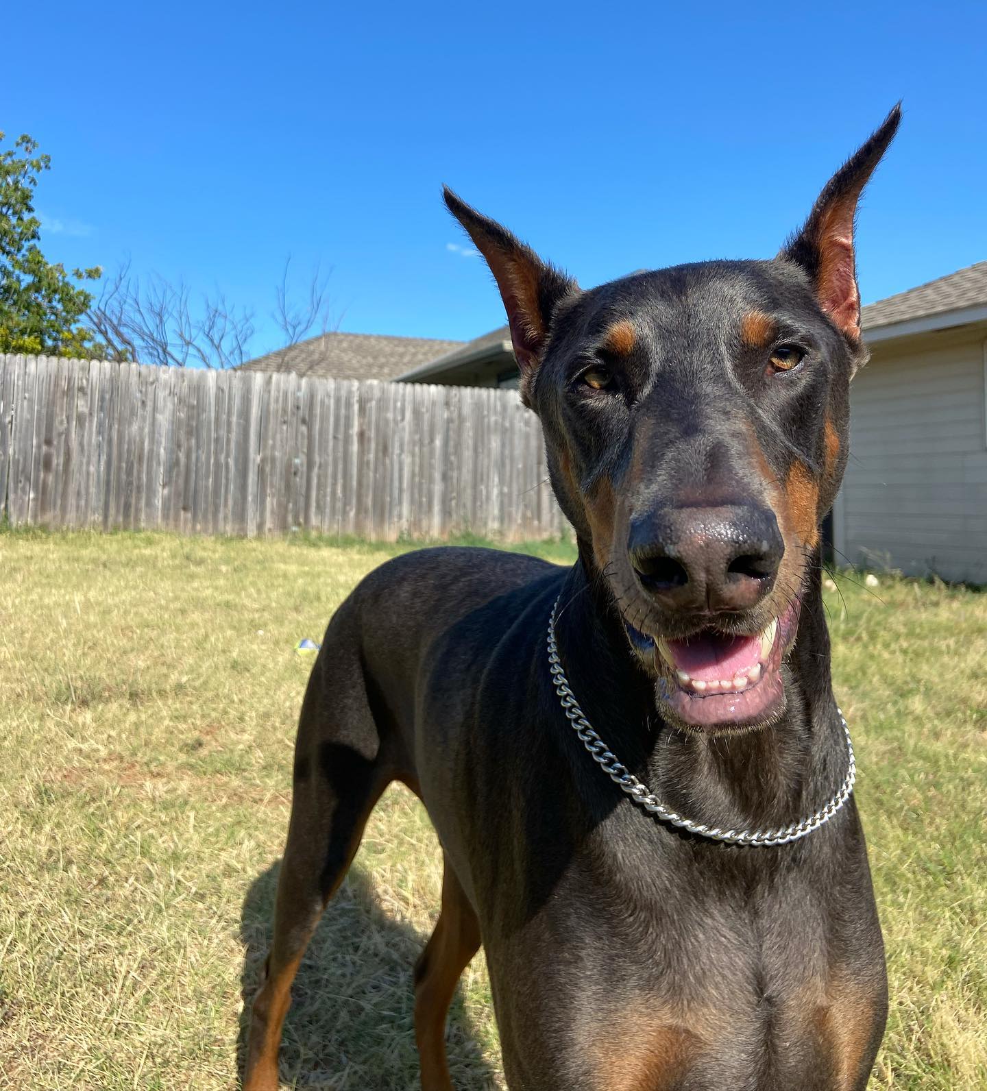 The Blue Doberman Mystery: Beauty, Elegance, and Uniqueness Revealed ...