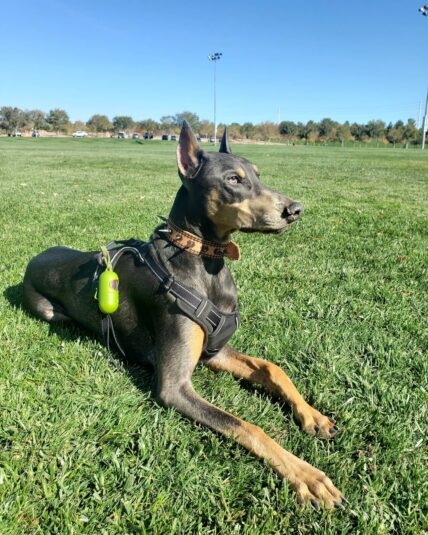 The Blue Doberman Mystery: Beauty, Elegance, and Uniqueness Revealed ...