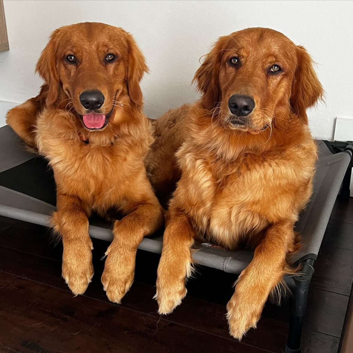 Golden Retrievers With an Unexpected Twist: They're RED! - Rocky Kanaka