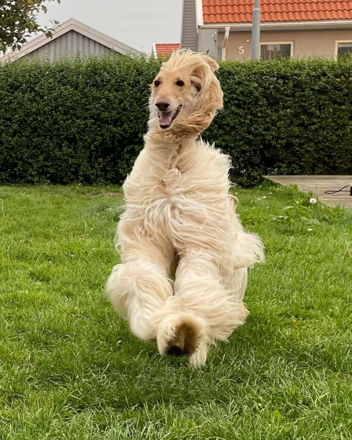 Long Nose Dog Wonder: 'Is That Even Real?' - Meet the World Record ...