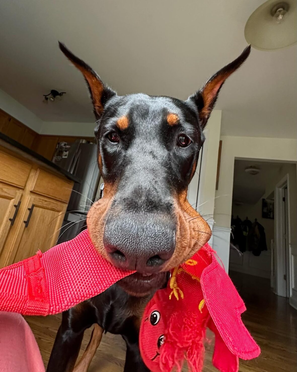 Long Nose Dog Wonder: 'Is That Even Real?' - Meet the World Record ...
